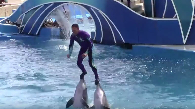 Video Highlights Start of Dolphin Drive