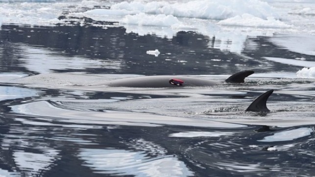 Watch: Whale Cam in Antarctica