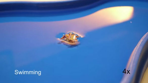 Miniature Origami Swimming Robot