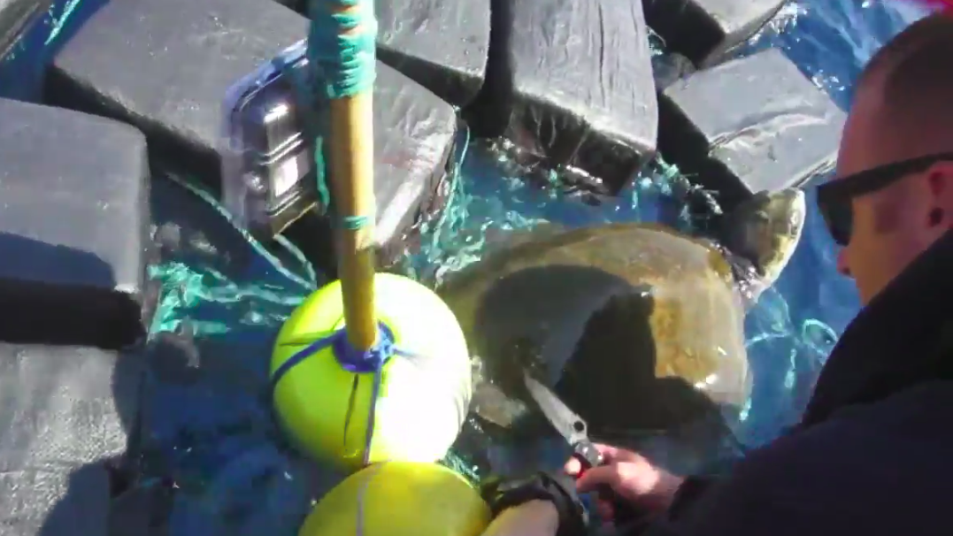 USCG Rescues Sea Turtle Trapped by Cocaine